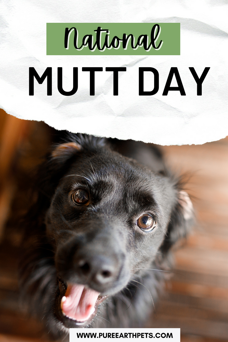 National Mutt Day – Pure Earth Pets