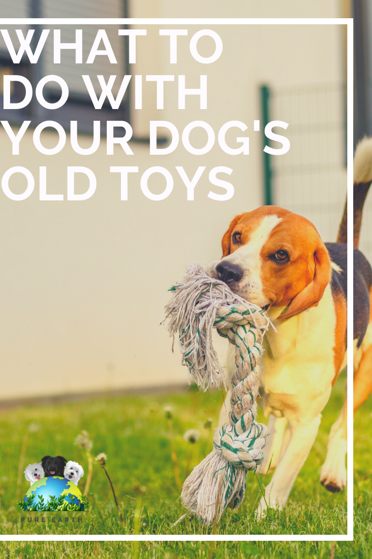 What To Do With Your Dog's Old Toys – Pure Earth Pets