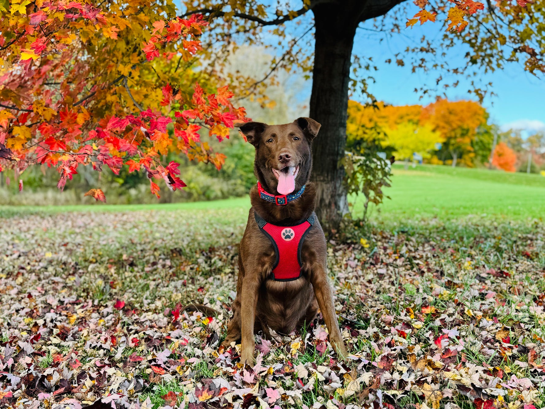 Eco-Friendly Dog Box – Pure Earth Pets