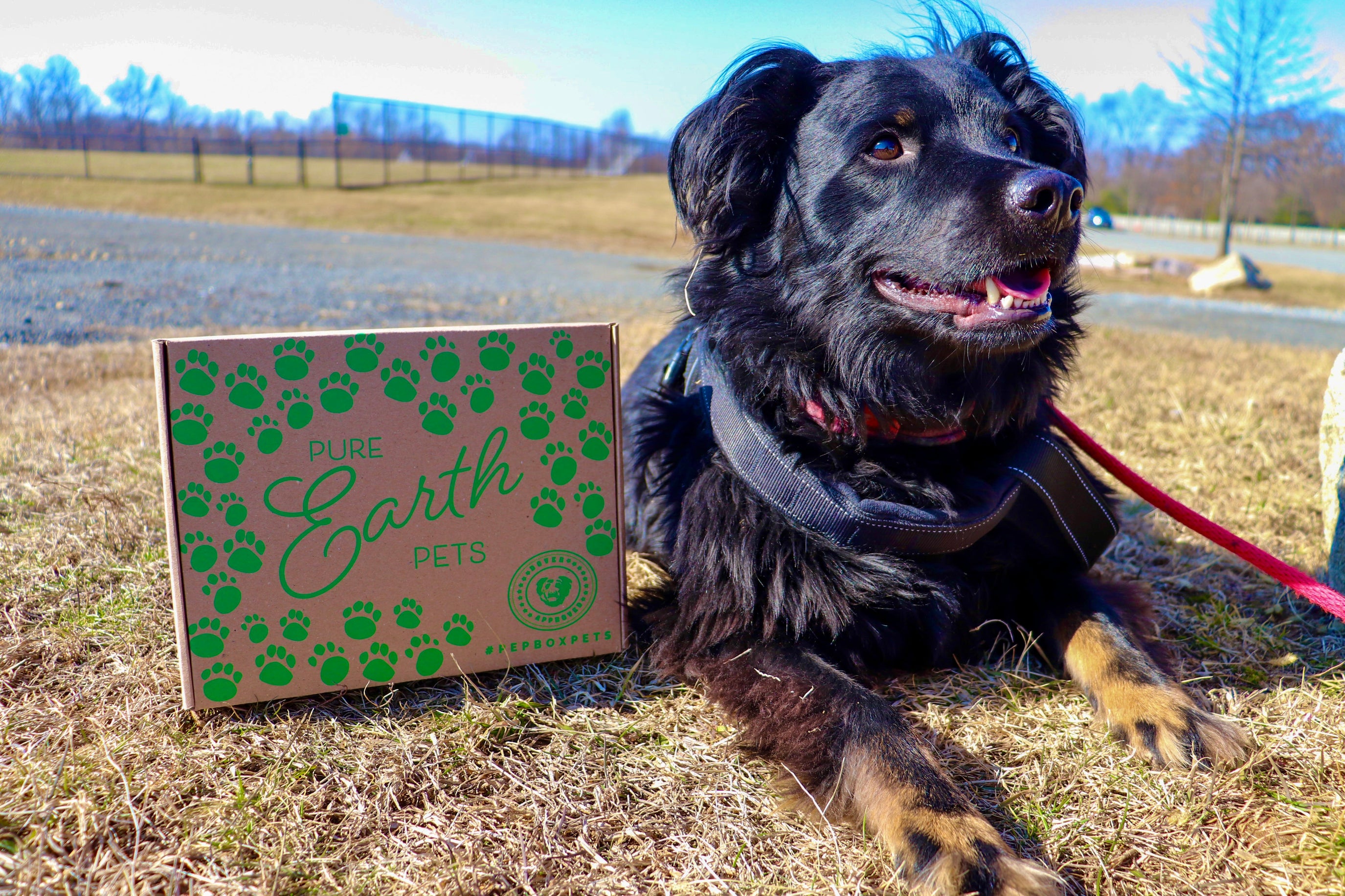 Pure Earth Pets | Eco-Friendly Dog Subscription Box | Sustainable Pet